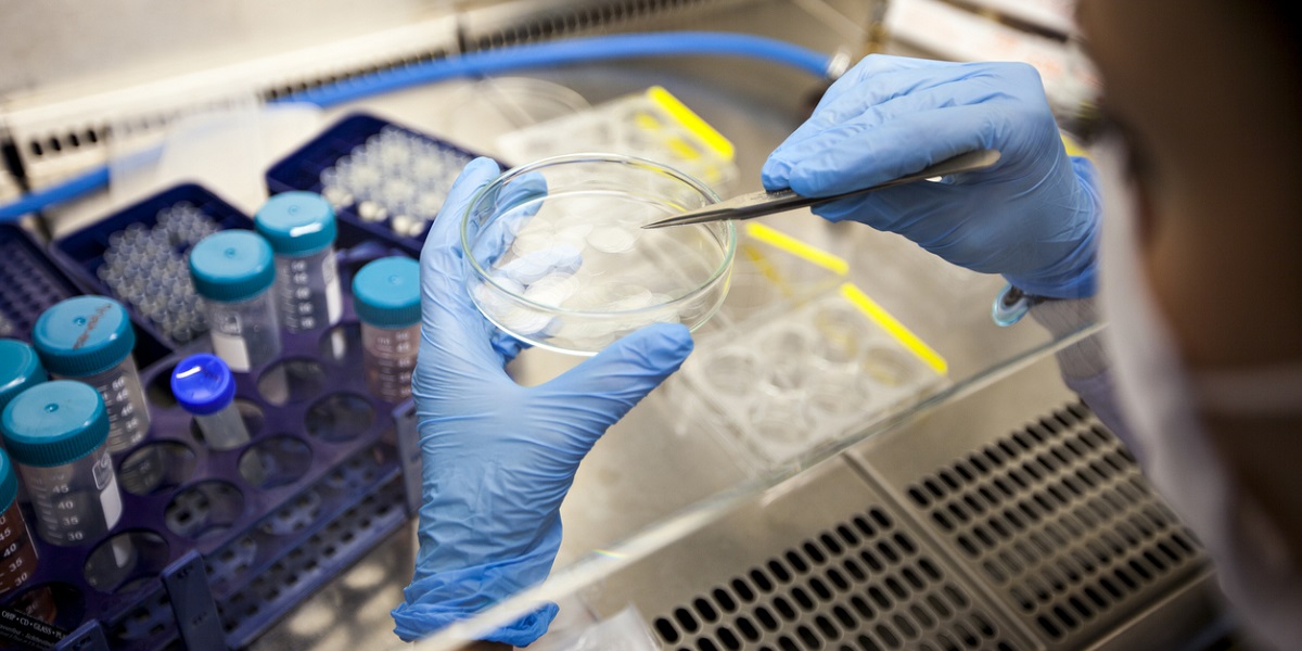 Creati Embrioni Umani Sintetici Senza Ovuli O Spermatozoi Gol 